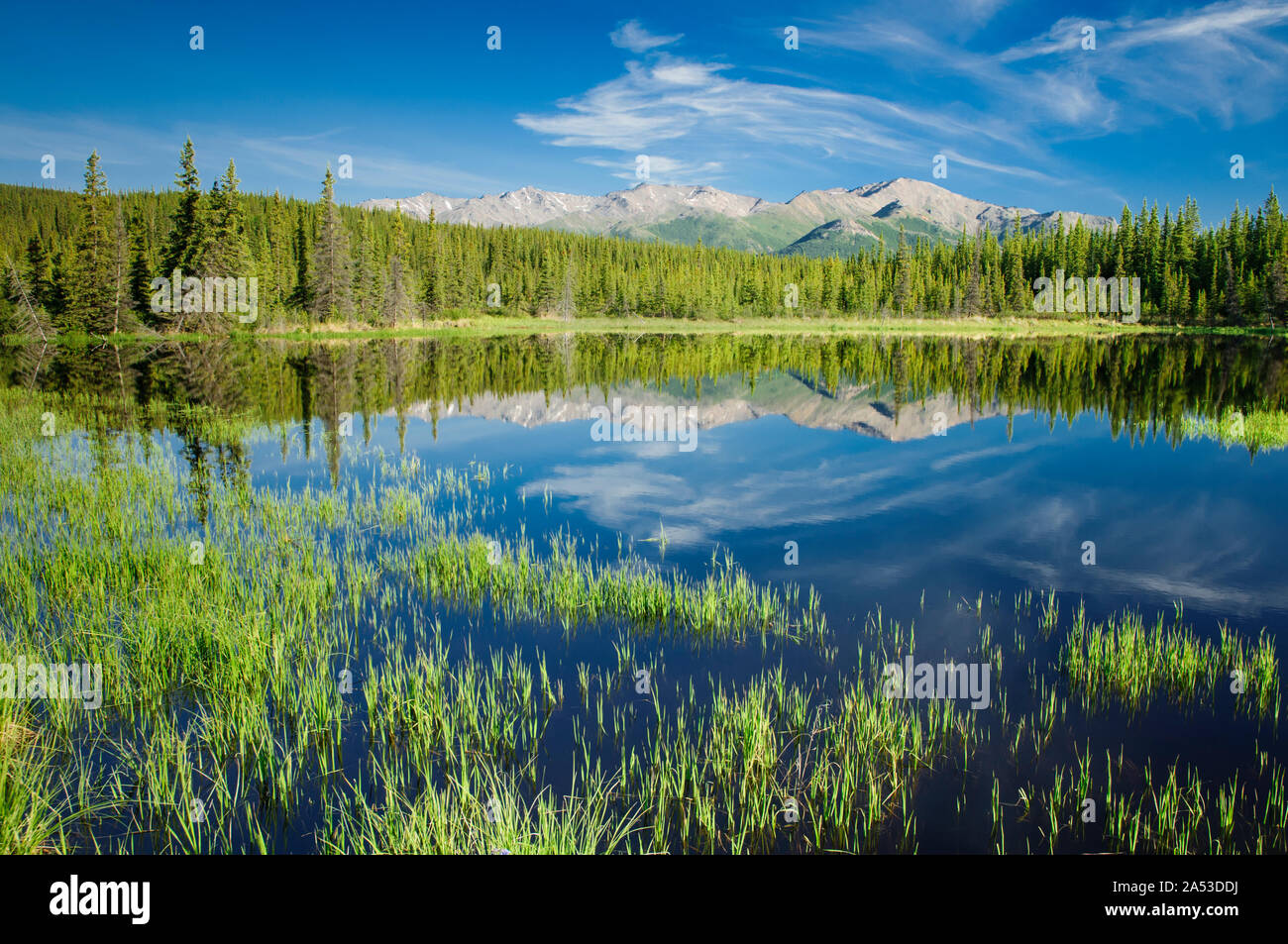 Tundra Pond, Summer, Denali National Park, Alaska Stock Photo - Alamy