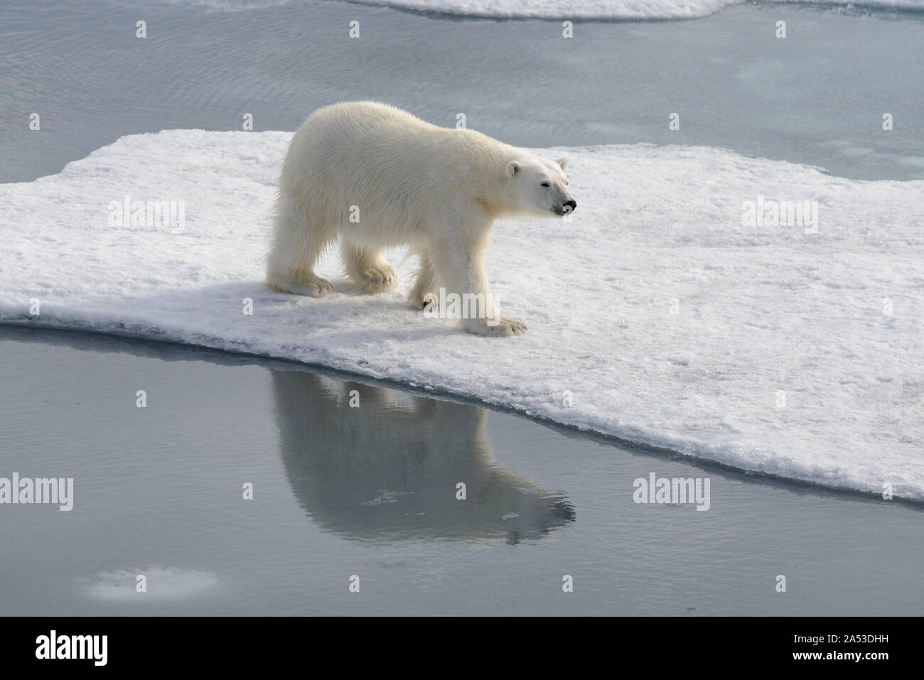 Wild polar bear on pack ice in Arctic Stock Photo - Alamy