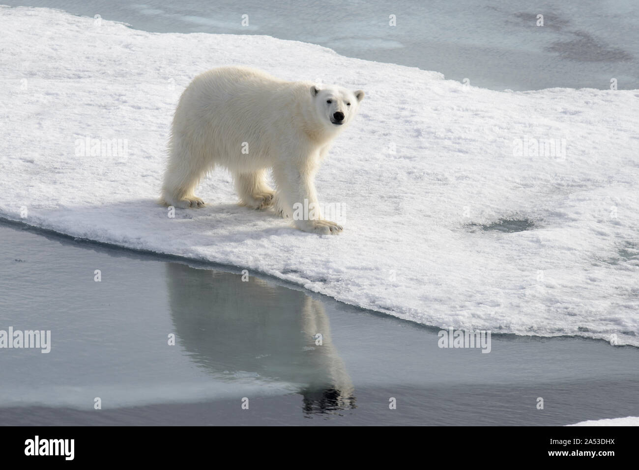 Wild polar bear on pack ice in Arctic Stock Photo - Alamy