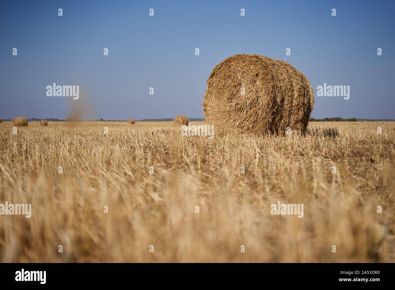 Hay bales in a field, early autumn Stock Photo - Alamy