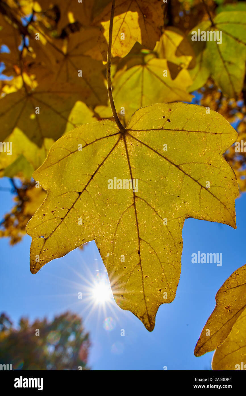 A yellow maple tree during autumn Stock Photo - Alamy