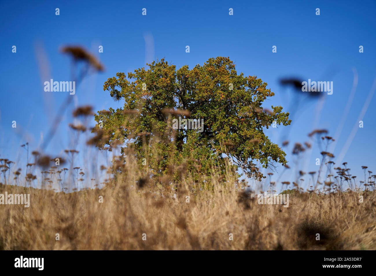 Huge centennial oak tree in hi-res stock photography and images - Alamy