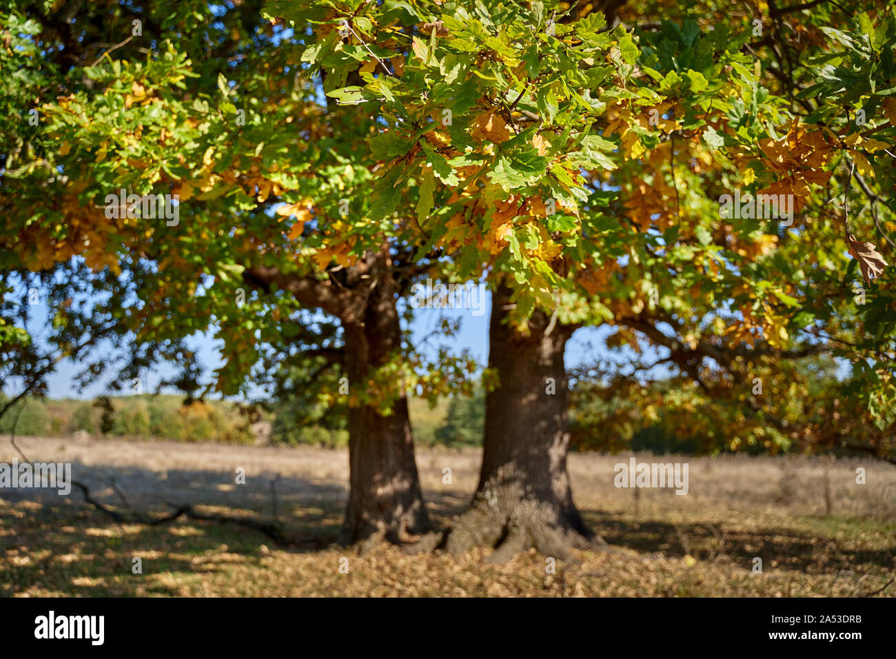 Huge centennial oak tree on a field in the autumn Stock Photo - Alamy