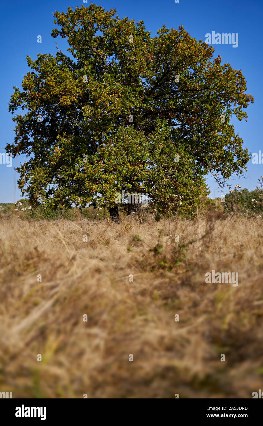 Huge centennial oak tree in hi-res stock photography and images - Alamy