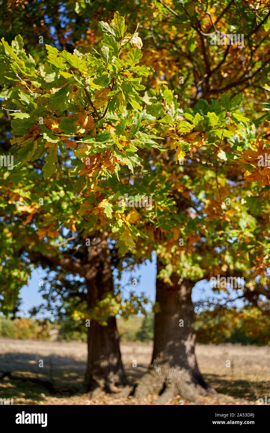 Huge centennial oak tree in hi-res stock photography and images - Alamy