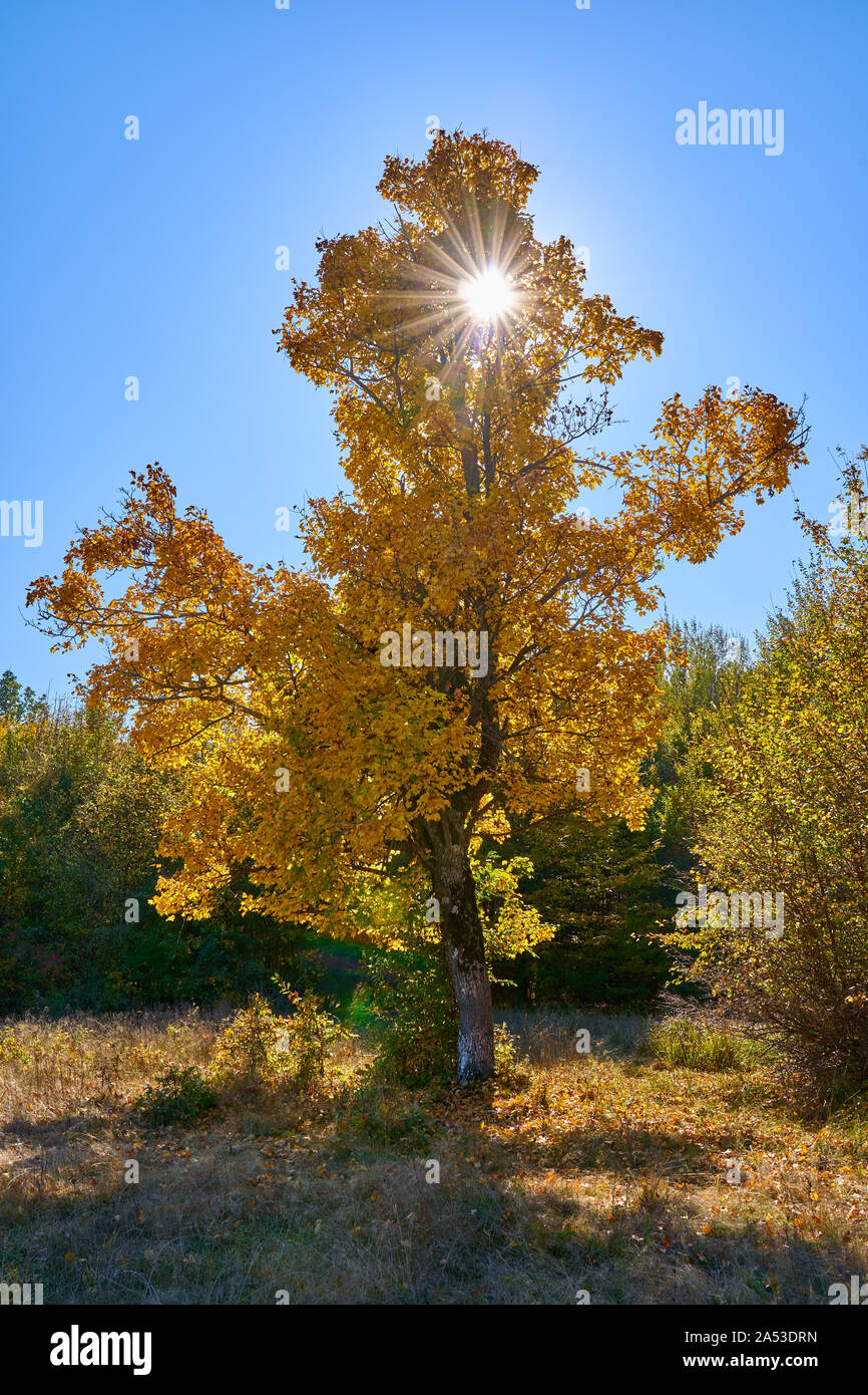 A yellow maple tree during autumn Stock Photo - Alamy