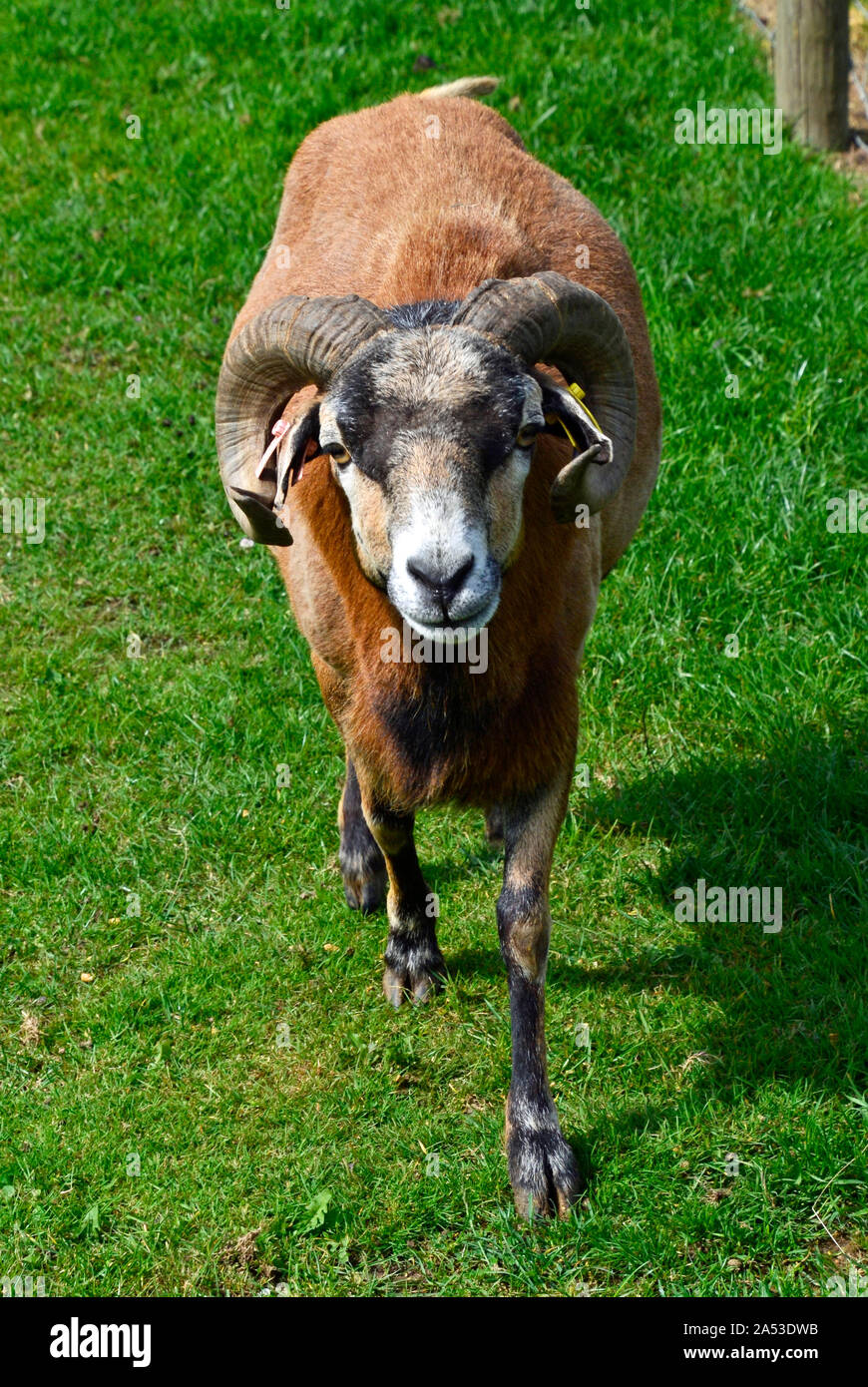 Friendly farm animals hi-res stock photography and images - Alamy
