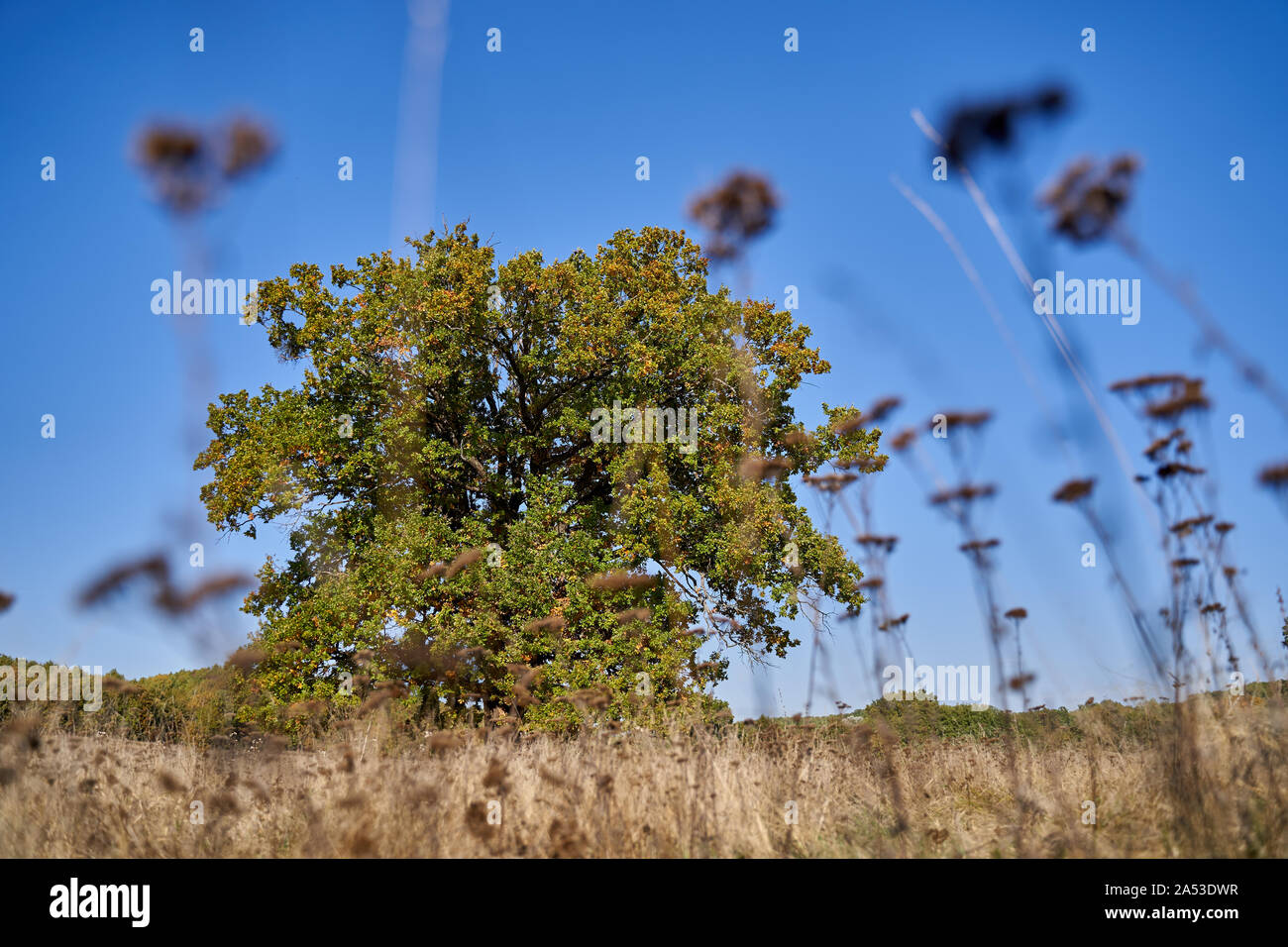 Huge centennial oak tree on a field in the autumn Stock Photo - Alamy