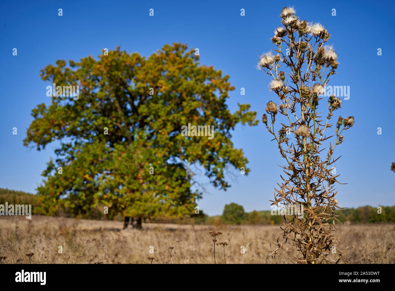 Huge centennial oak tree in hi-res stock photography and images - Alamy