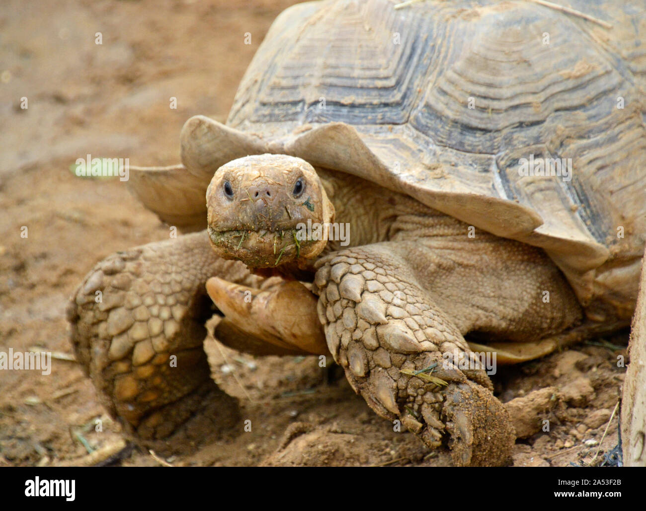 African spurred tortoise, also called the Sulcata Tortoise, in the ...