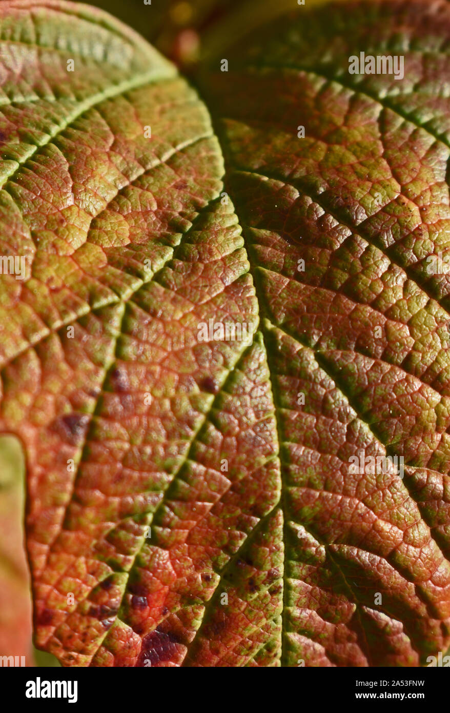 Colourful leaf texture hi-res stock photography and images - Alamy