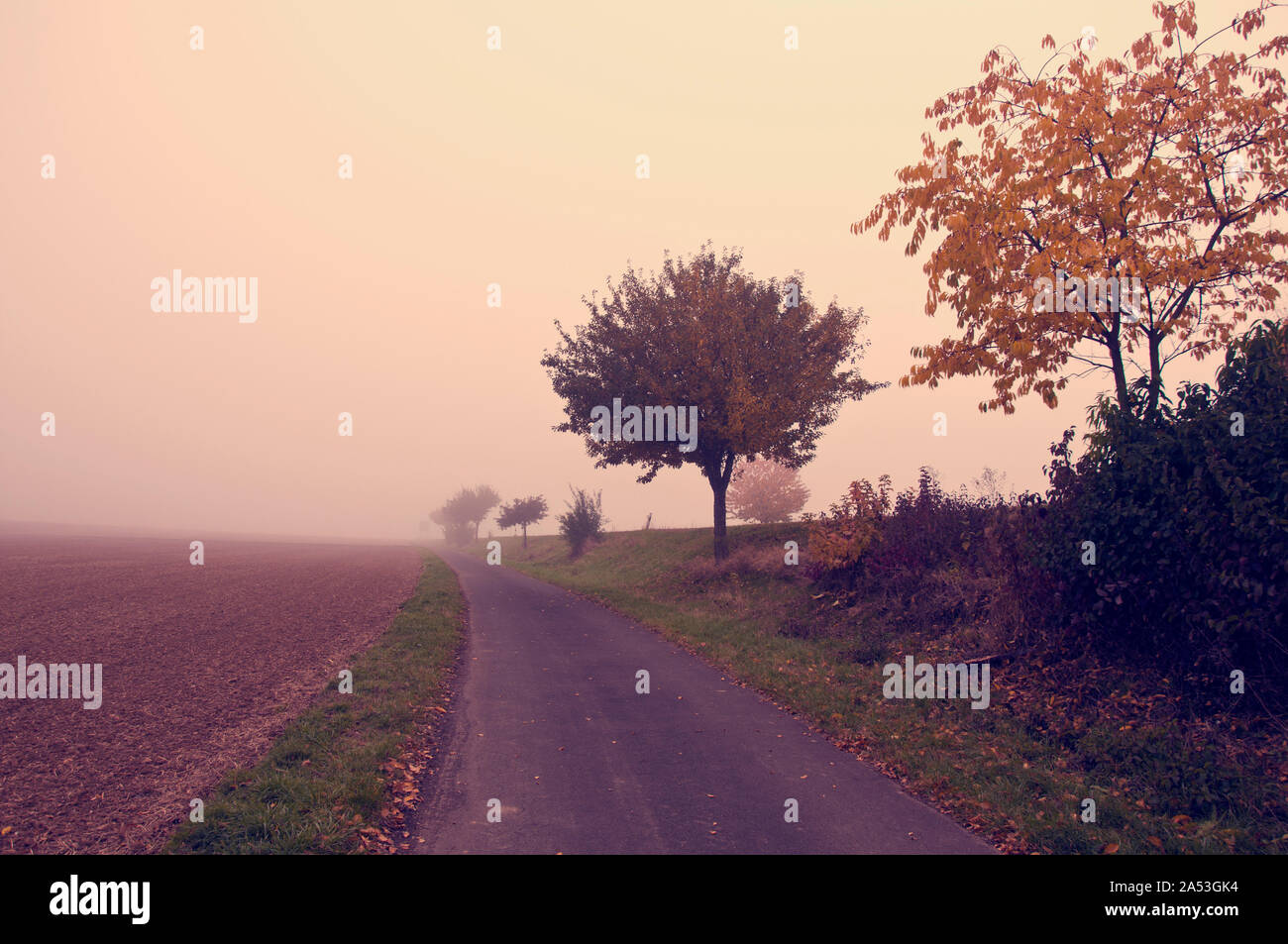 Foggy autumn landscape pathway field trees row sky by jziprian Stock ...