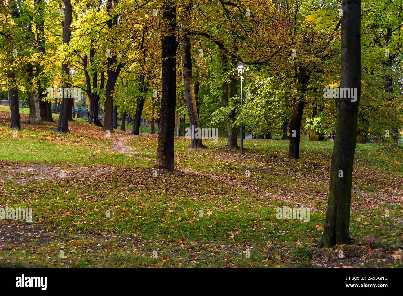 Park at evening tree view hi-res stock photography and images - Alamy