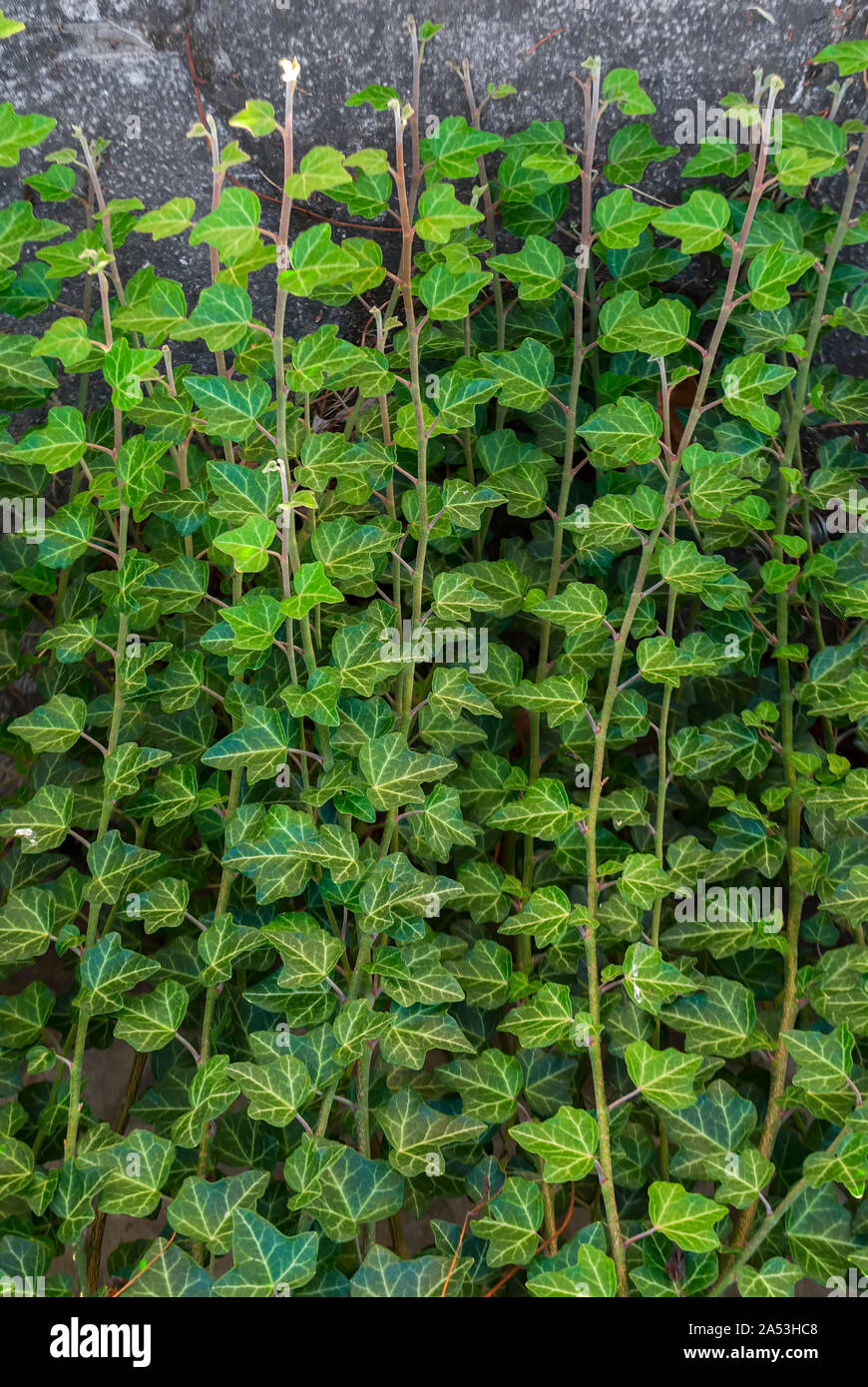 Hedera helix, known as Common Ivy or English Ivy, a popular garden ...