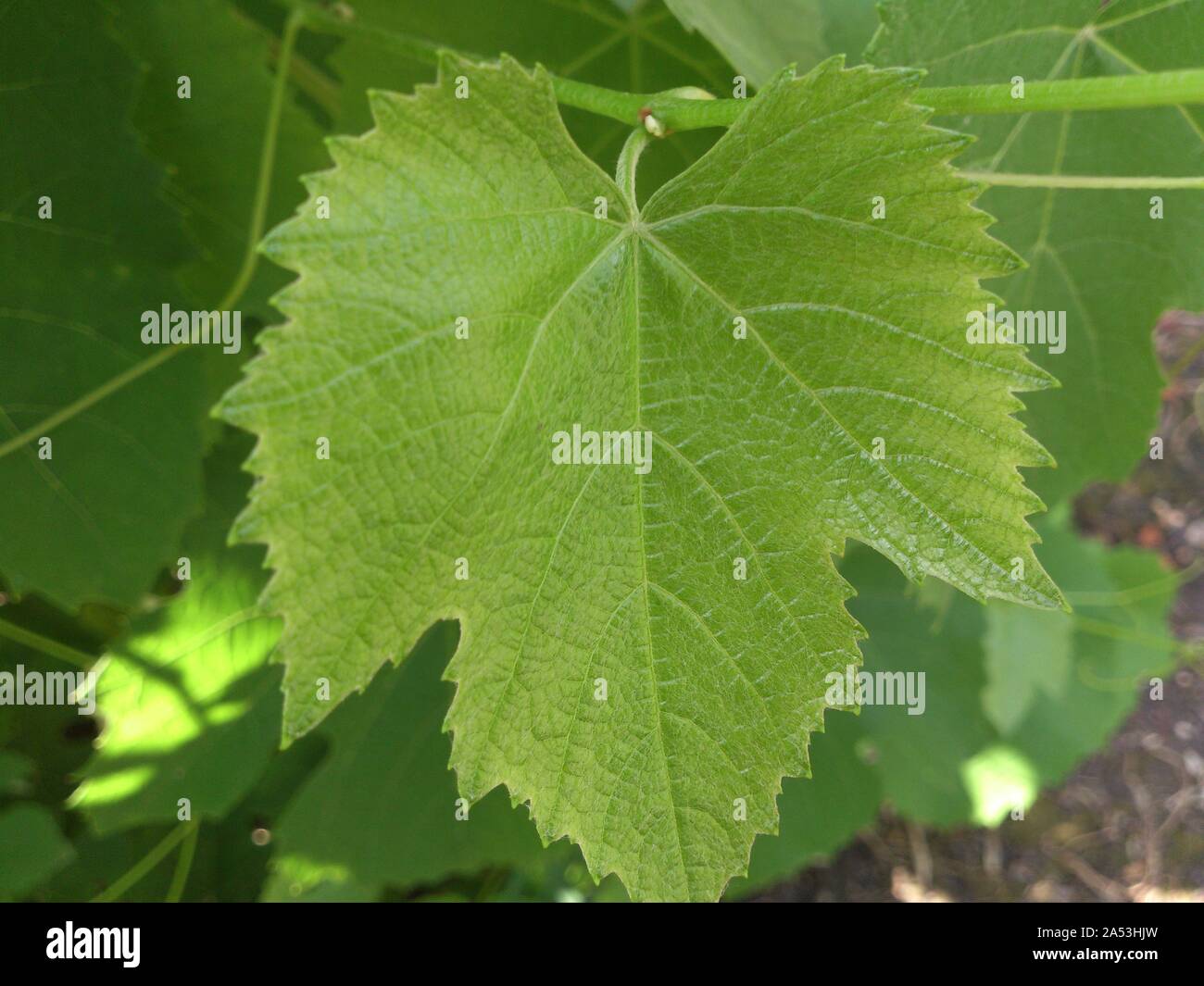 Green vine leaf background in summer Stock Photo - Alamy