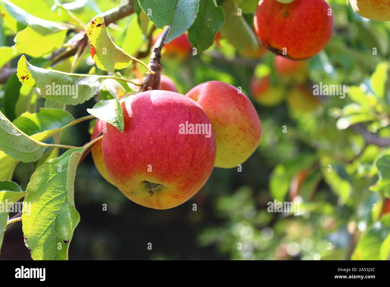 The picture shows apples on a apple tree in the summer Stock Photo - Alamy