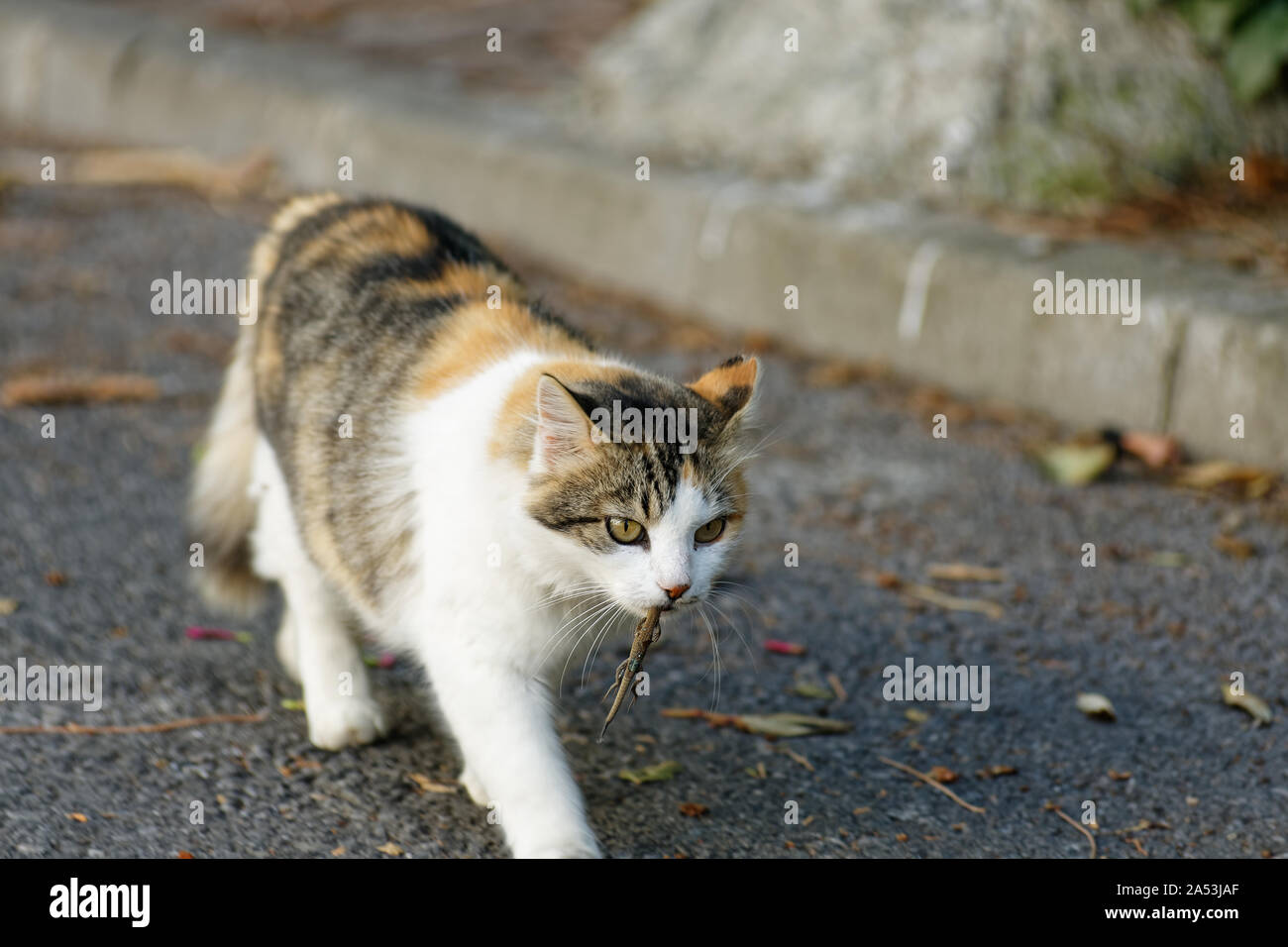 Female street cat walking with prey of lizard in her mouth and looking ...