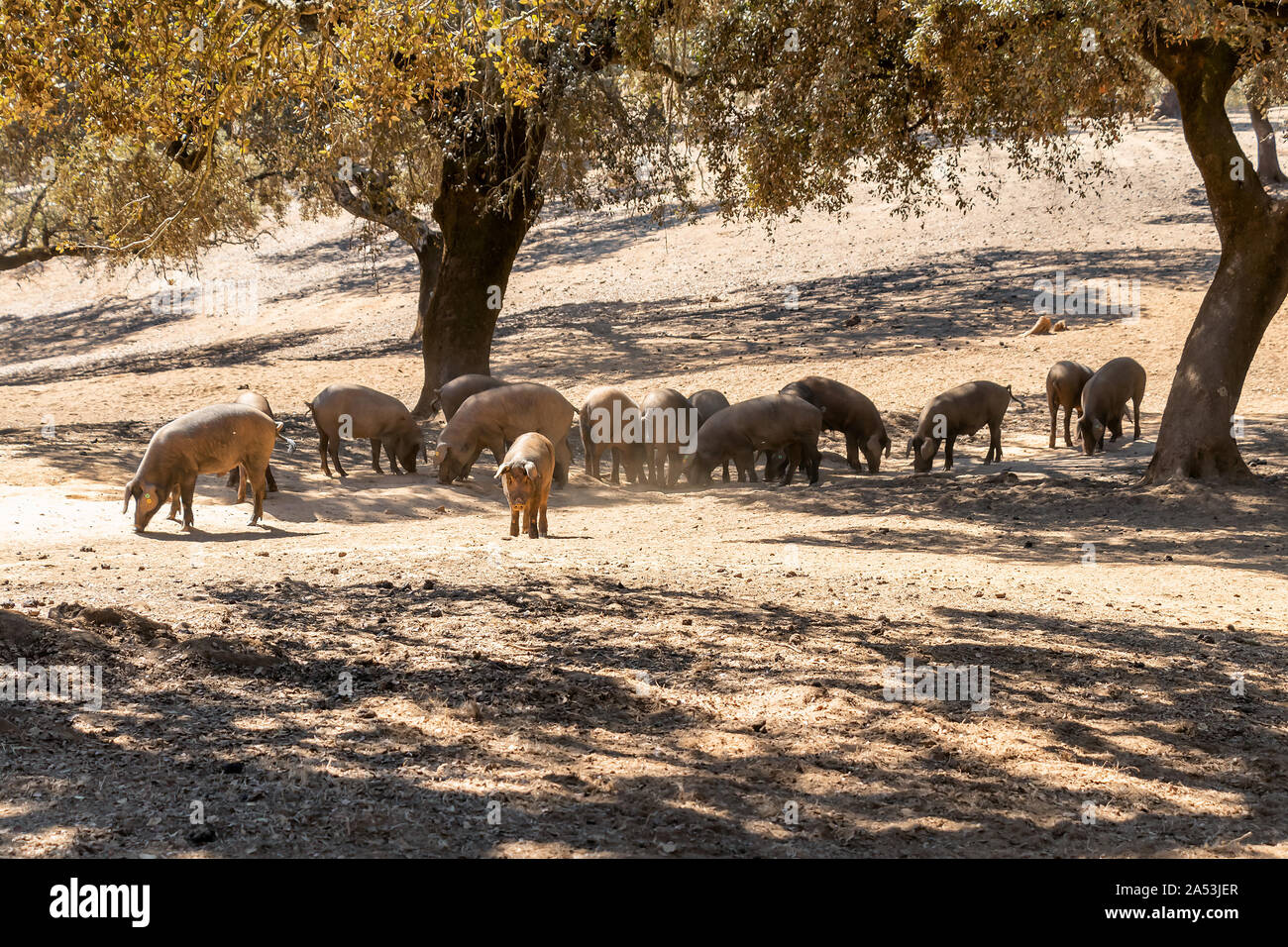 A group of Iberian pig in a cork tree shadow, in Jabugo village in the ...