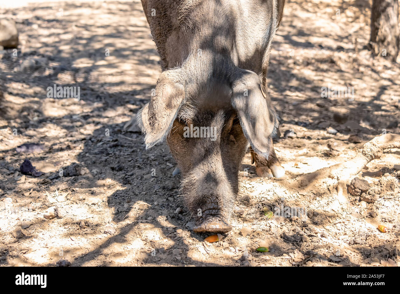 Black iberian pig acorns hi-res stock photography and images - Alamy