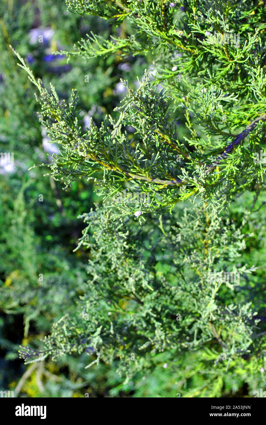 Green juniper twigs with needles, top view, soft blurry background ...