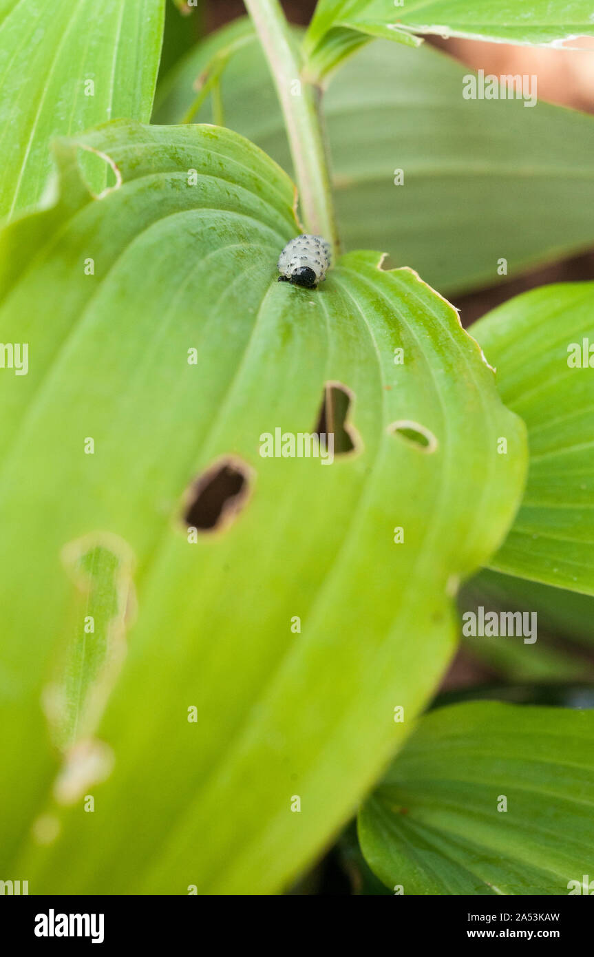 Sawfly larvae hi-res stock photography and images - Alamy