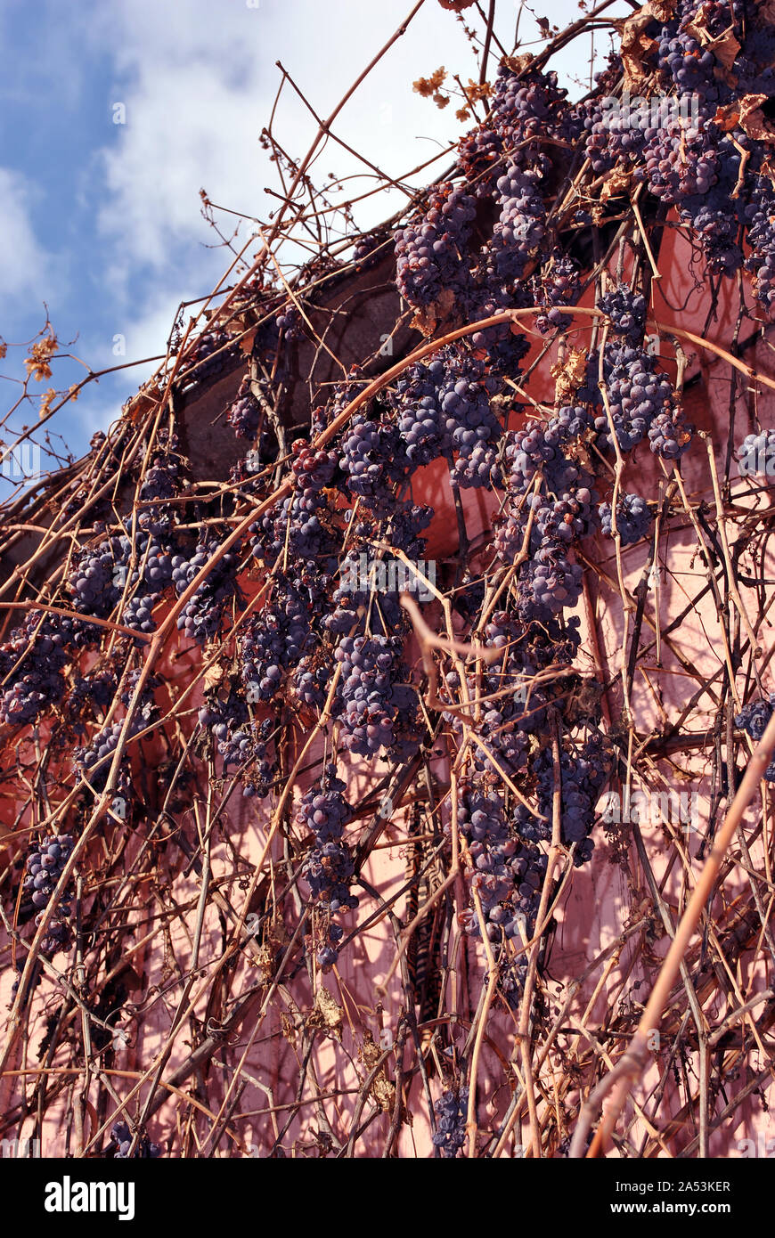 Ripe blue grape fruits on branches without leaves on pink wall, cloudy ...