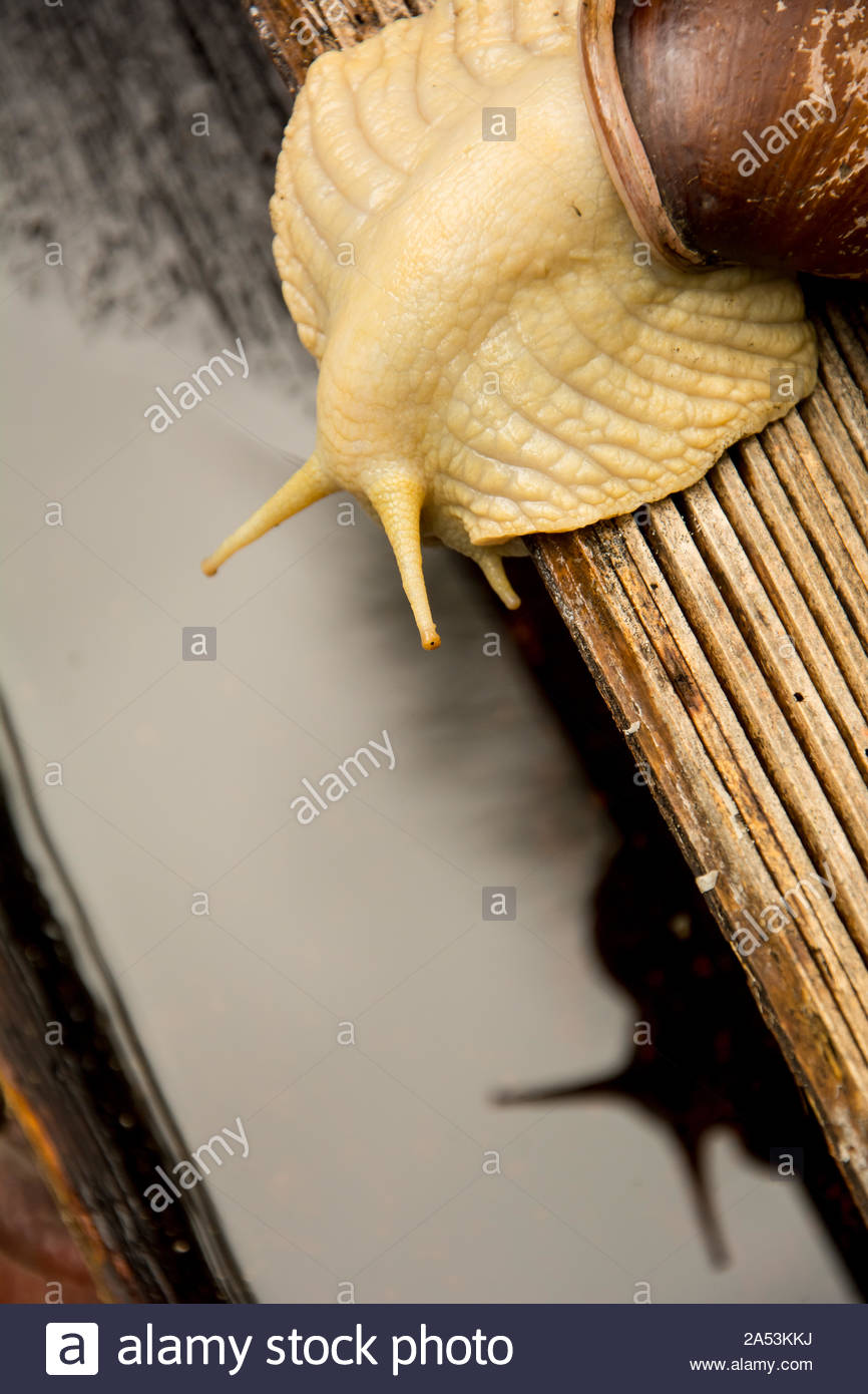 Giant Snail High Resolution Stock Photography and Images - Alamy