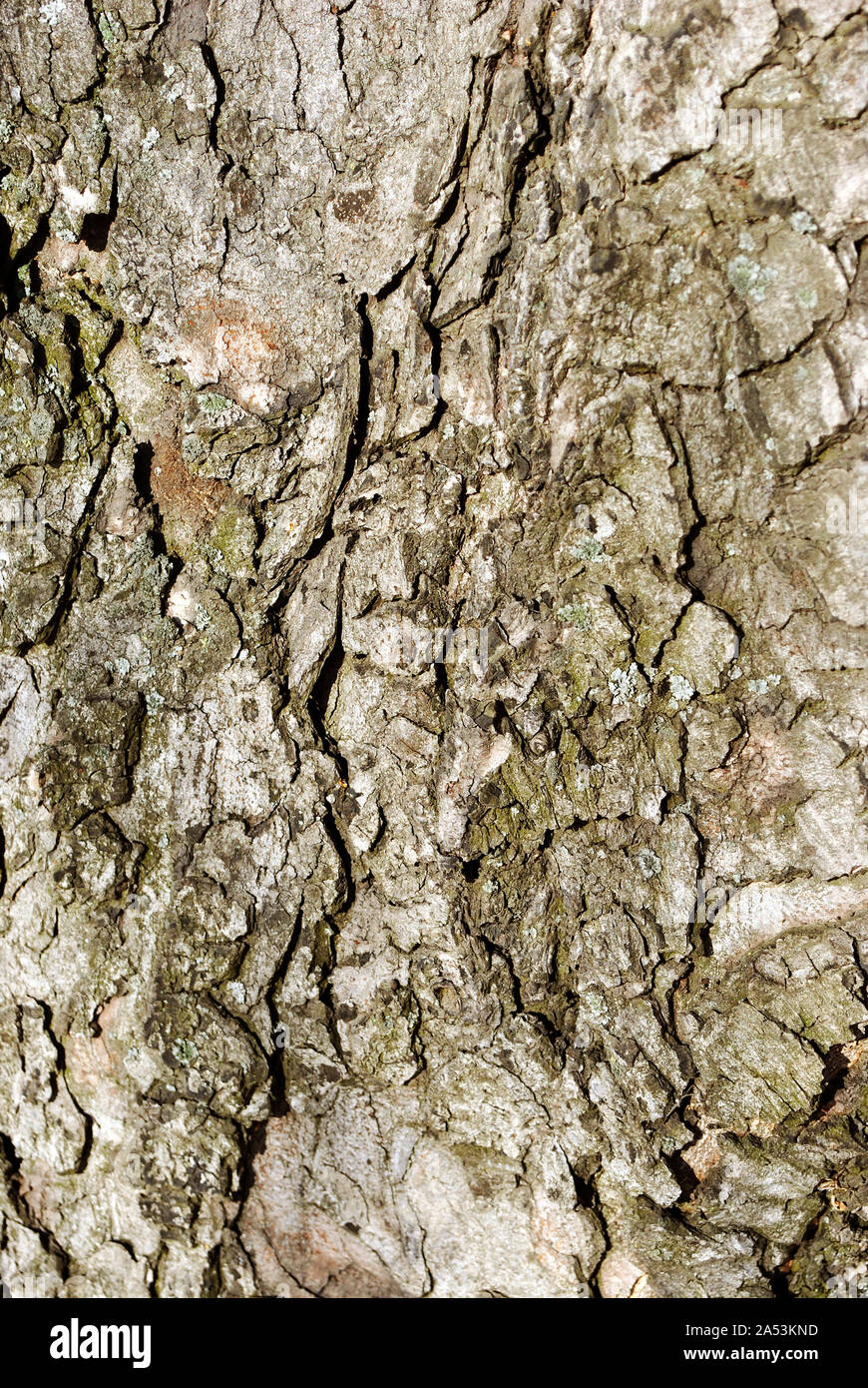 Old gray cracked chestnut tree trunk texture, close up detail Stock ...