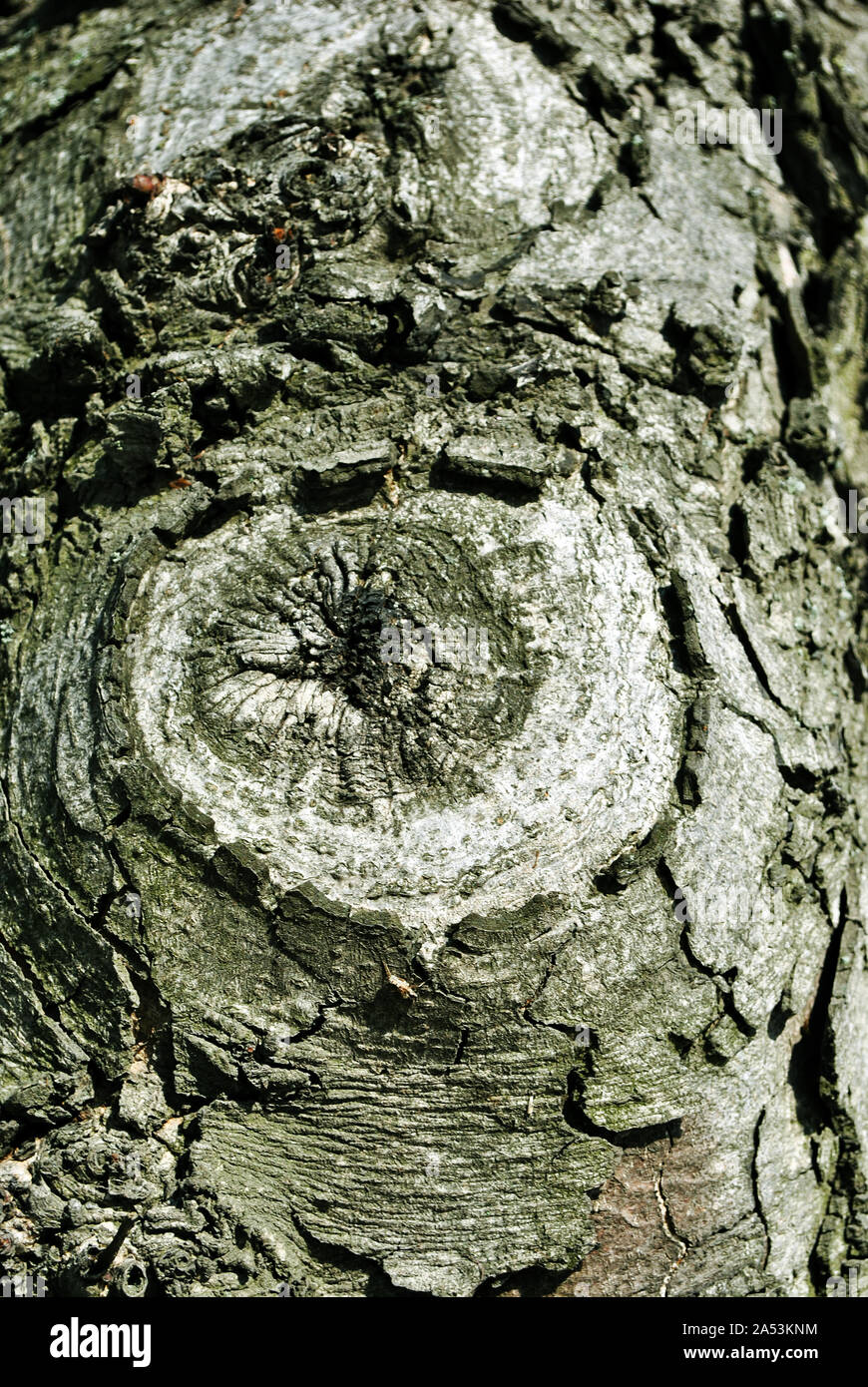 Close Up Chestnut Tree Trunk High Resolution Stock Photography and ...