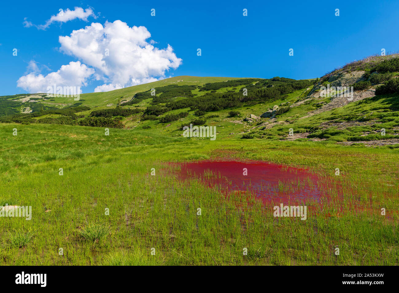 Red algae hi-res stock photography and images - Alamy