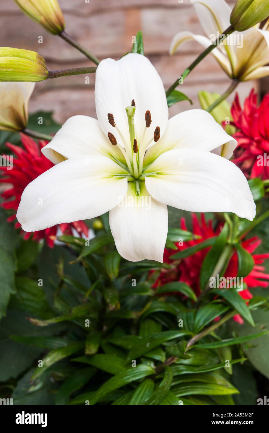 Stamen stigma hi-res stock photography and images - Alamy