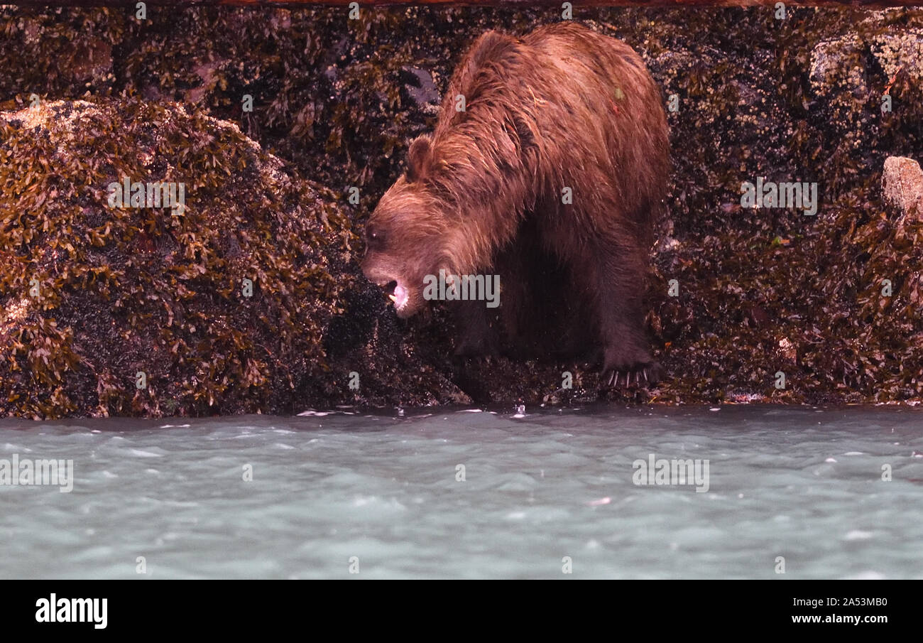 Grizzly teeth hi-res stock photography and images - Alamy
