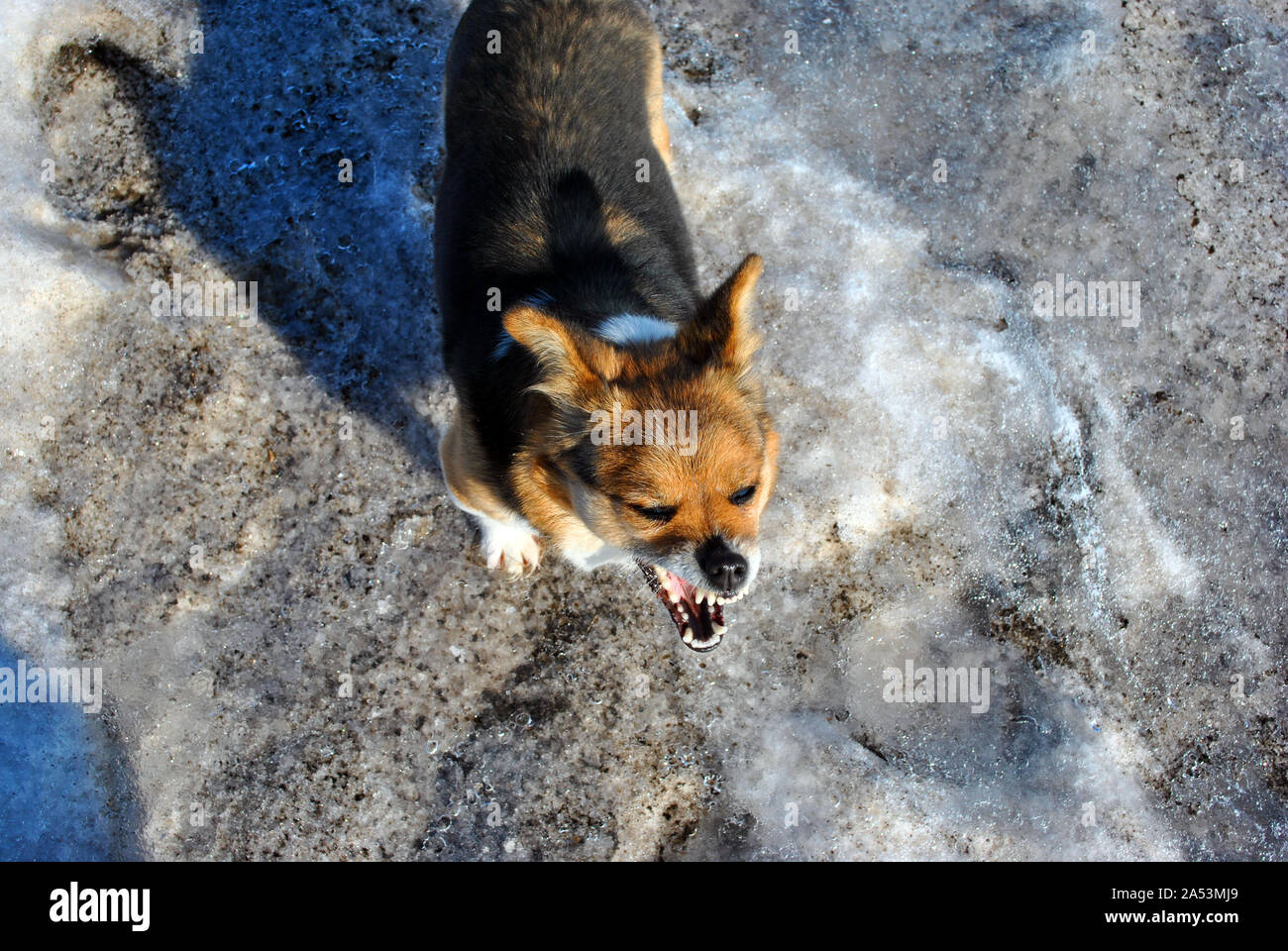 Dog baring teeth hi-res stock photography and images - Alamy