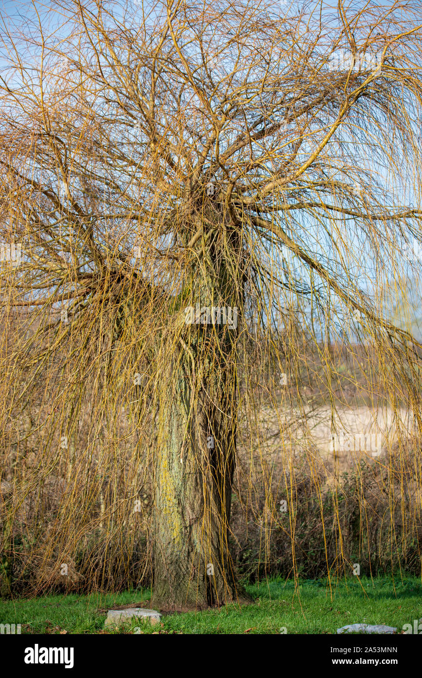 Tree at Chew Valley Lake after all the leaves have fallen off Stock ...