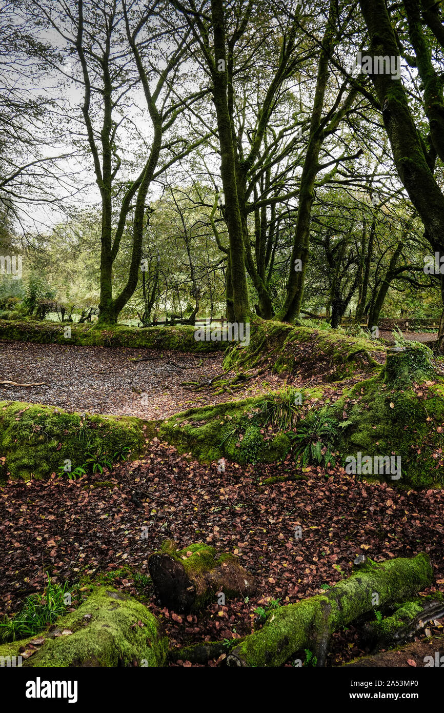 The ancient oak woodland of Draynes Wood in Cornwall Stock Photo - Alamy