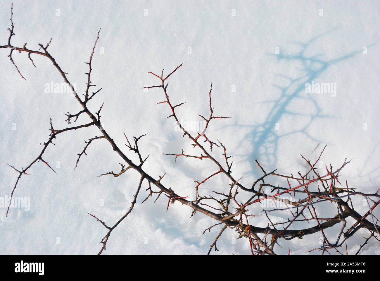 Winter Thorn Tree High Resolution Stock Photography and Images - Alamy