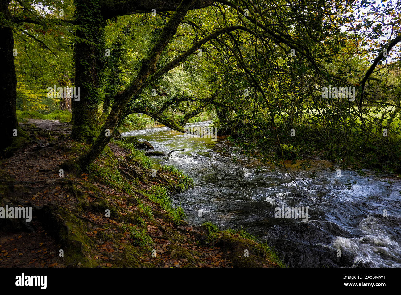 The River Fowey flowing through the ancient woodland of Draynes Wood at ...