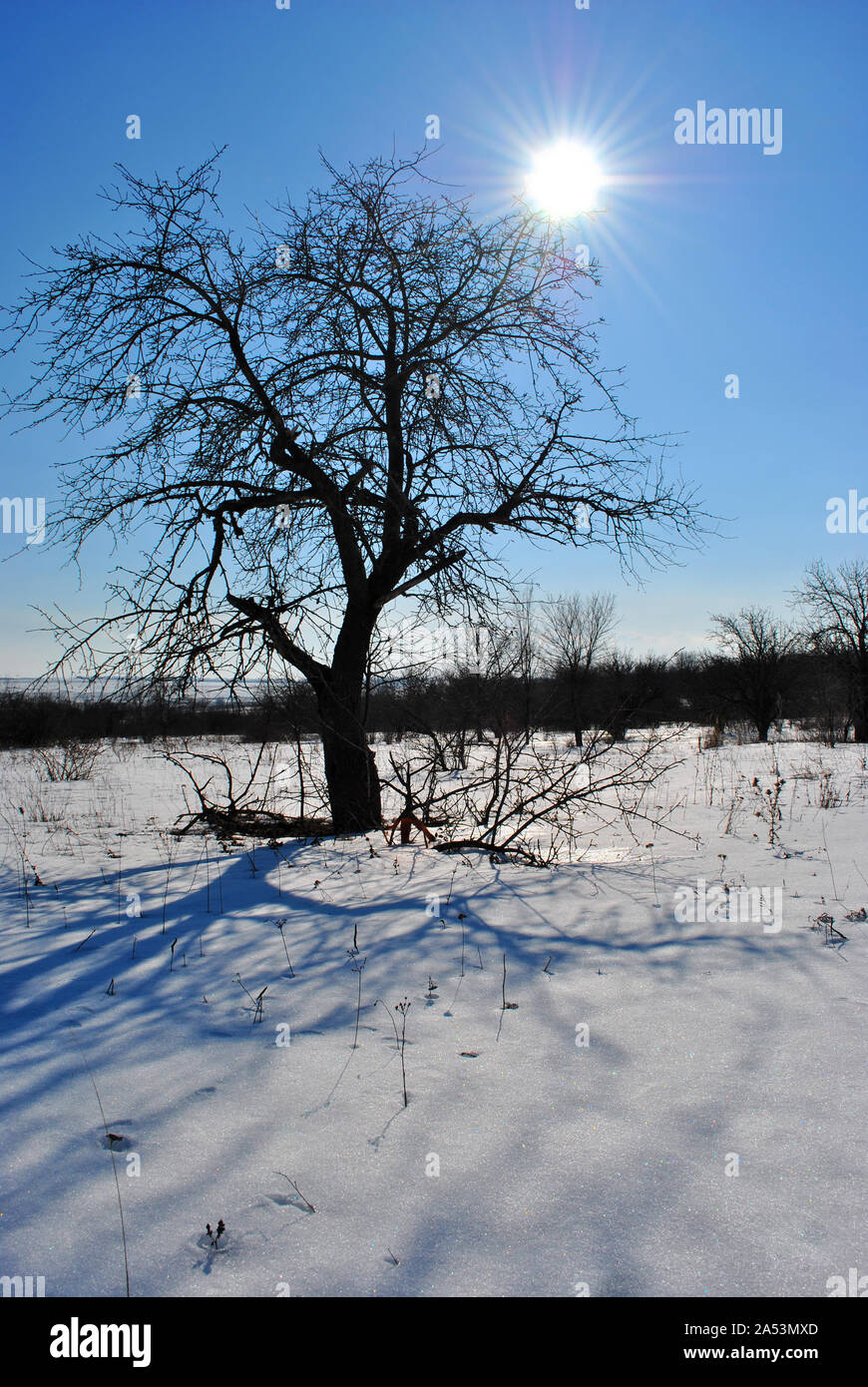 Winter Pear Tree High Resolution Stock Photography and Images - Alamy
