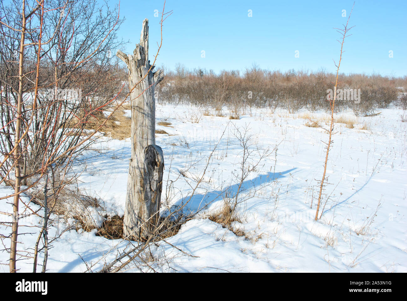Old apple tree stump on winter landscape background, blue sky Stock ...