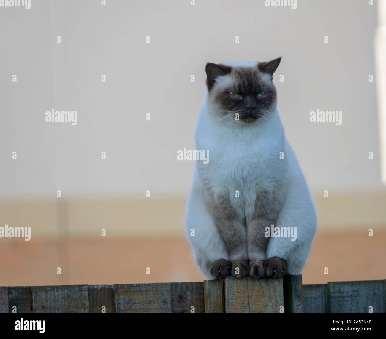 A Himalayan cat which is a hybrid from a Persian and Siamese cat. Named ...