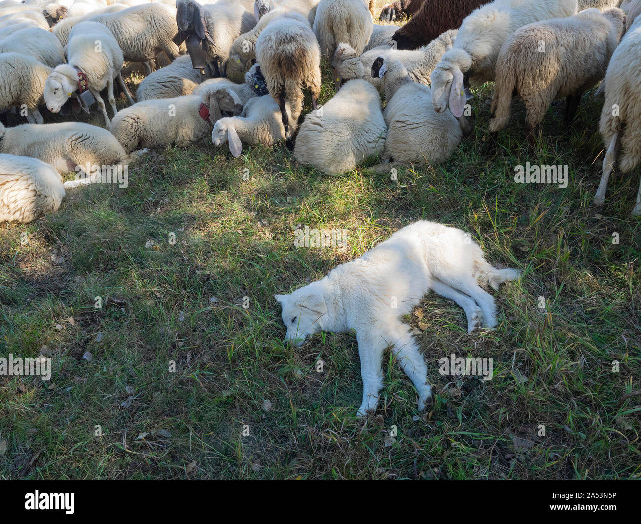 Maremma dog sheep hi-res stock photography and images - Alamy
