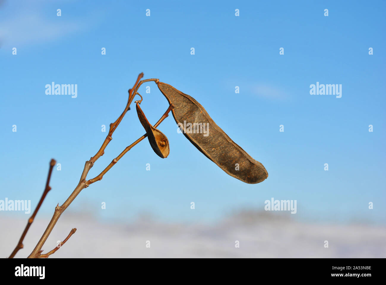 Acacia seed hi-res stock photography and images - Alamy
