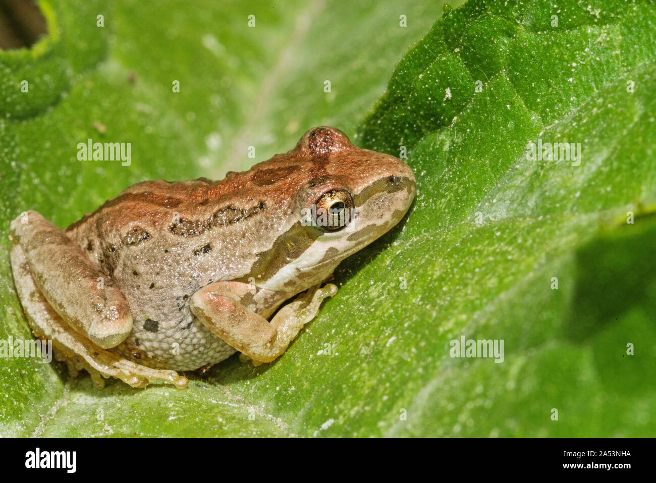 pacific chorus frog or Pseudacris sierra also known as pacific or ...