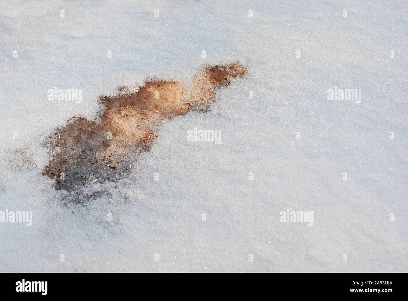 Melting snow, yellow wet spot, early spring, natural background, close ...