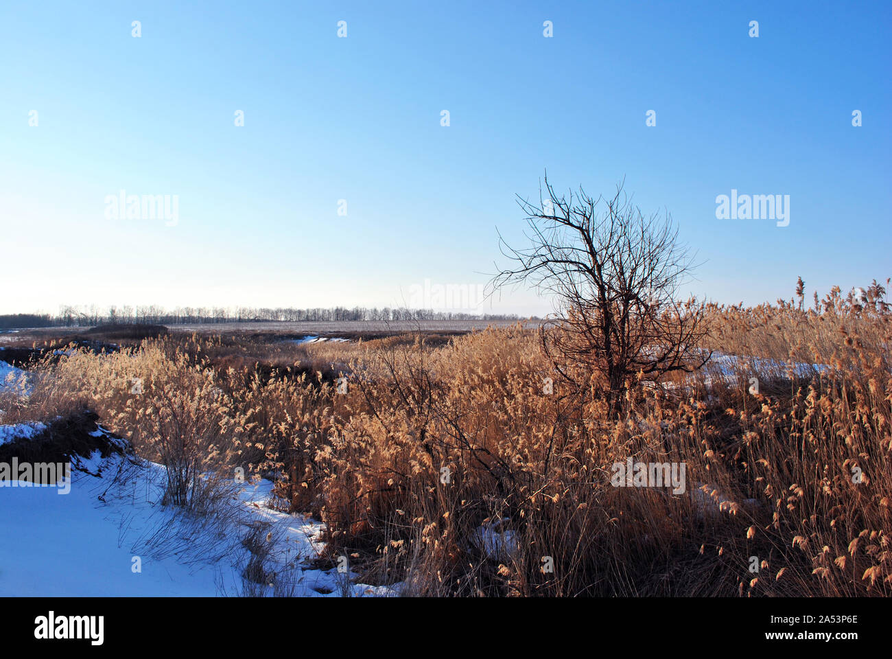 Willow tree without leaves on meadow with yellow reeds and trees lines ...