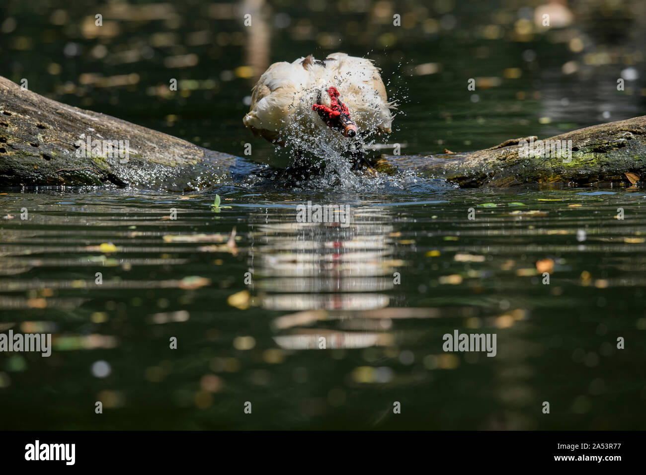 Muscovy duck swimming and splashing in pond, happy waterfowl enjoying ...