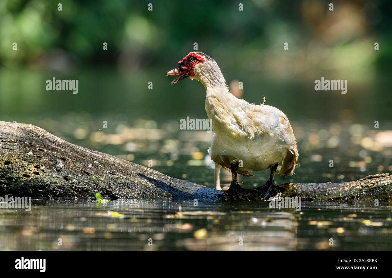 Muscovy duck swimming and splashing in pond, happy waterfowl enjoying ...