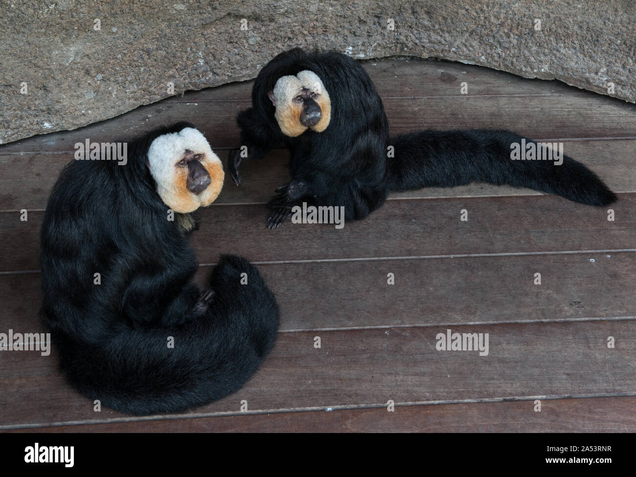 Two white-faced Saki monkeys, who roam freely in the Rainforest Pyramid ...