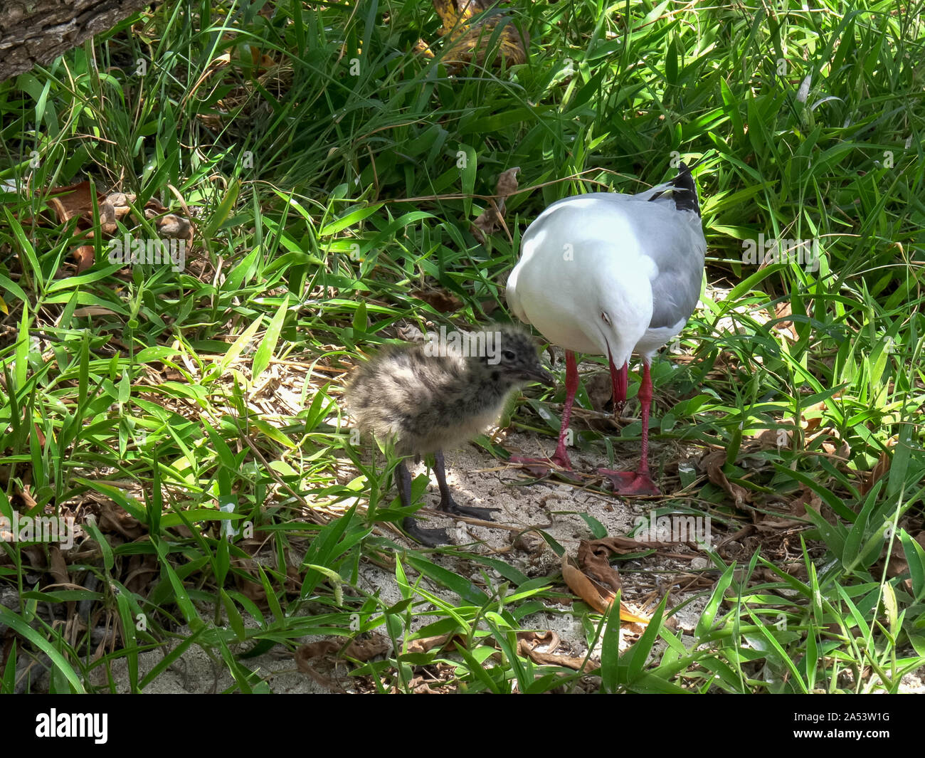 Silver gull feeding chick on hi-res stock photography and images - Alamy