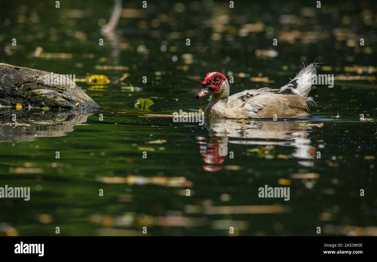 Muscovy duck swimming and splashing in pond, happy waterfowl enjoying ...